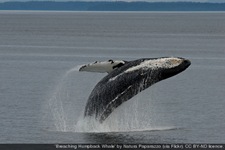 Contomundi: Lili y el canto de las ballenas